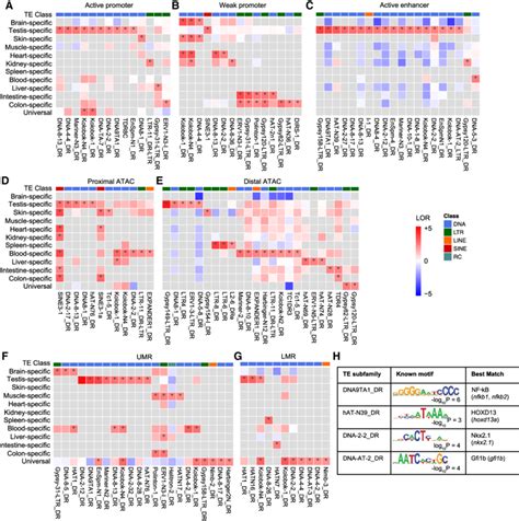 Heat Map Of Tissue Specific Enrichment Of Te Subfamilies In Epigenetic