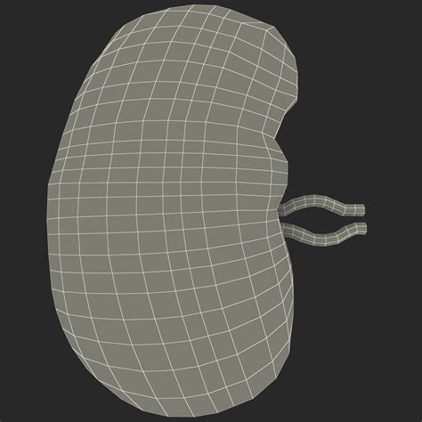Human Spleen 3d Model 39 Obj Lwo 3ds Ma Max C4d Free3d