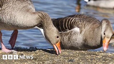 Bird Flu Outbreak At Pensthorpe Natural Park Near Fakenham In Norfolk