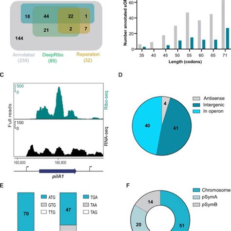 Ribo Seq Reveals Translated Annotated Small Open Reading Frames Sorfs