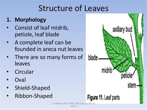 Function Of Leaves In Plants Plant Ideas