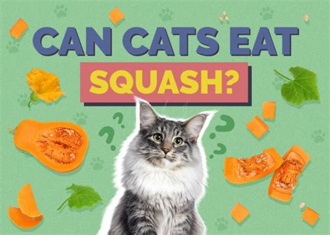 Can Cats Eat Celery Vet Reviewed Facts And Faq 2025 Hepper Pet Resources