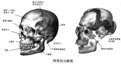 四下第一单元《骨骼》参考资料 高海鹏老师的博客