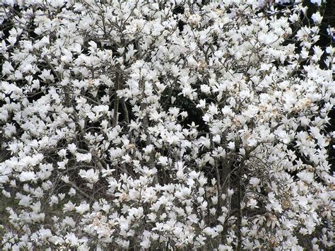 Magnoliopsida Plants Wiki Fandom