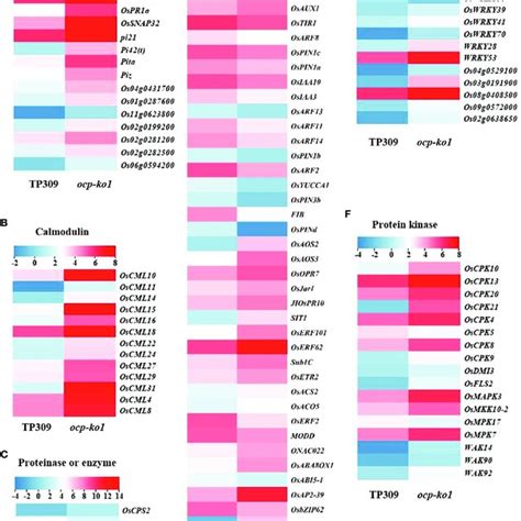 Mutant Types And Blast Resistance Identification Of Ocp A Three