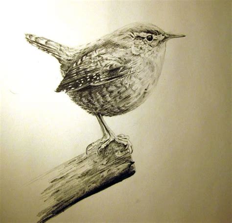 Carolina Wren Bird Drawing How To Draw A Jenny Wren Jenny Wren