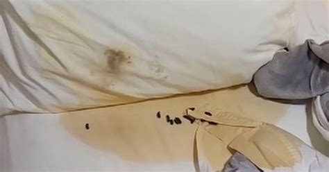 Sleeping Woman In Airbnb Wakes Up To Crime Scene Of Faeces Left By