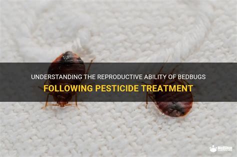 Understanding The Reproductive Ability Of Bedbugs Following Pesticide
