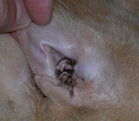 Otodectic Mange Otitis Ear Diseases Pathologies In Veterinary