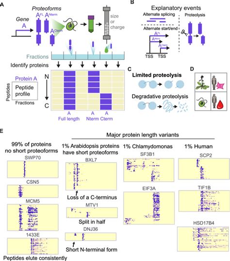 Alternative Proteoforms And Proteoform Dependent Assemblies In Humans