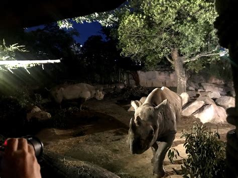 【大阪市天王寺区・阿倍野区】大人気ナイトzoo秋も開催決定！先着順で専用サイトにて10月5日から参加受付開始です！ 号外net 天王寺・阿倍野