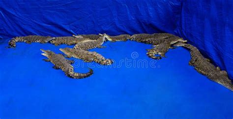 Freshwater Crocodiles From A Farm Are Displayed In A Pond Stock Image