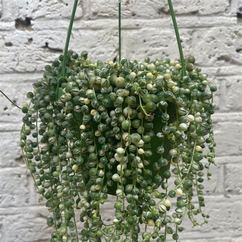 Senecio String Of Pearls Variegated Succulents World