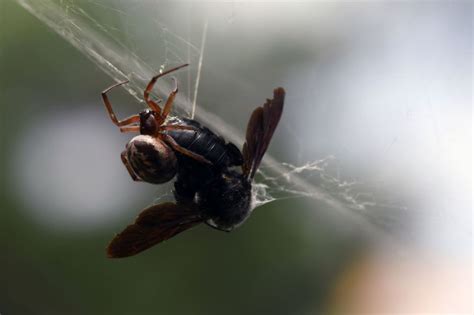 False Widow Spider With Deadly Venom Bites Infant Multiple Times In Ireland