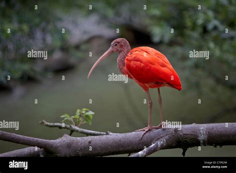 Vogel Ibis Hi Res Stock Photography And Images Alamy