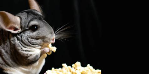 Können Chinchillas Popcorn Fressen Gartnerwelt