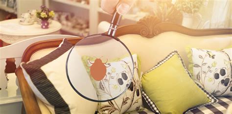 A Homeowners Guide To The Bed Bug Cycle