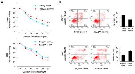 Rab27a Confers Cisplatin Resistance In Bladder Cancer Cells A Cck8
