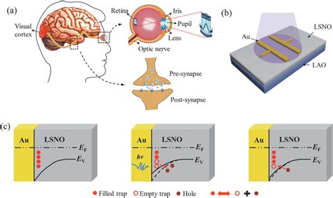 A Schematic Illustration Of A Human Visual System In Which The Eye Download Scientific