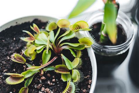 Sundew Plant Unveiling Carnivorous Wonders And Beauty