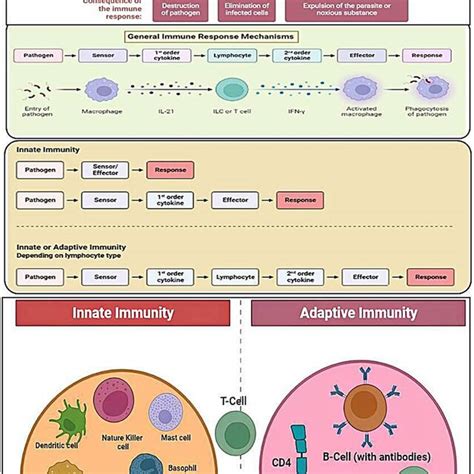 Diagrammatic Illustration Of The Immunotherapy As A Potential Treatment Download Scientific