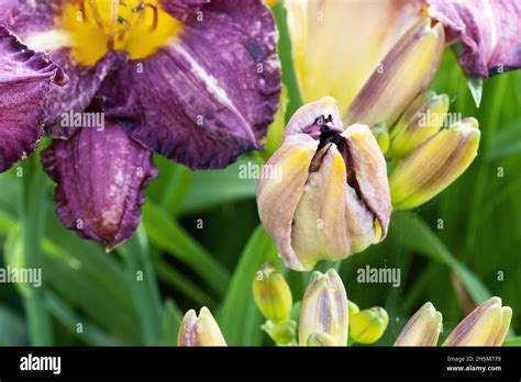 An Unopened Purple Daylily Hemerocallis In A Lush Garden In Estonian