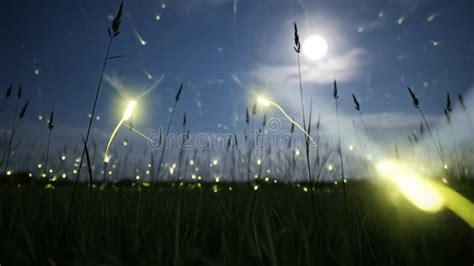 Fireflies Dance In Grassy Field At Night Stock Footage Video Of
