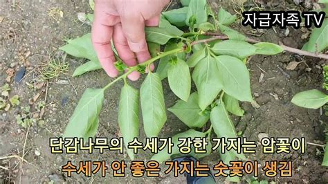 감나무 수분수인 숫꽃 구별 감나무 대봉 수분수 고종시 둥시 단감나무 Youtube