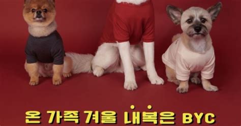 반려견에 빨간 내복 선물하세요byc 반려견용 내복 출시