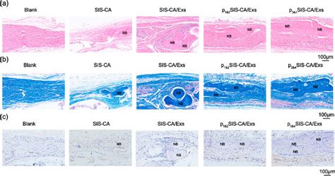 Histological Evaluations And Ihc Staining For Bone Regeneration Download Scientific Diagram