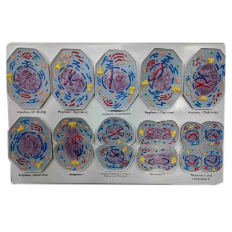 Educational Model Cell Meiosis Model Cell Anatomical Model 10 Parts