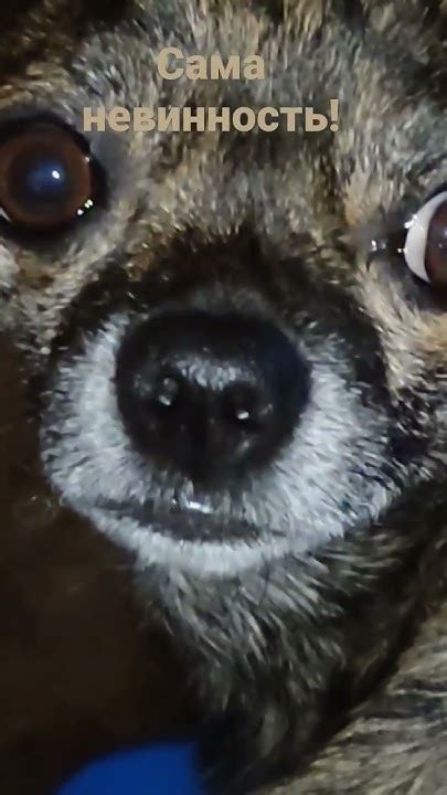 ️ Мама Я на стол никогда не залезу может только иногда Youtube