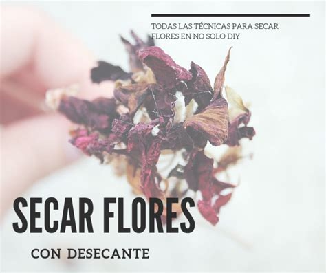 Seca tus flores Todas las técnicas para secar flores Manualidades