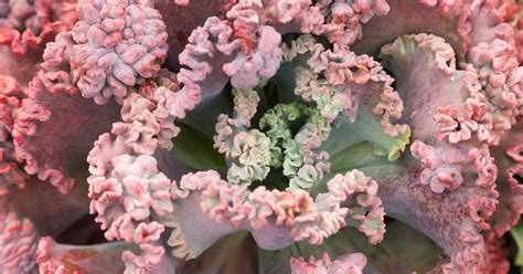 Surprising Misconceptions About Succulents Succulents And Sunshine