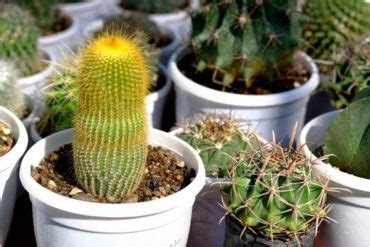 Expert Tips For Watering Cacti Horticulture Magazine