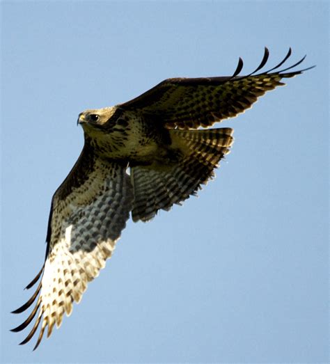 Common Buzzard In Flight Pentax User Photo Gallery