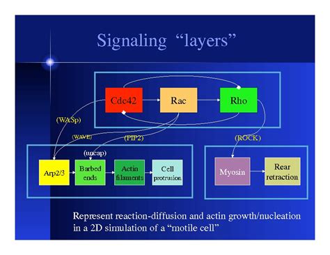 Cell Polarity Models And Simulating Cell Motility Using The Cellular Potts Model Cpm