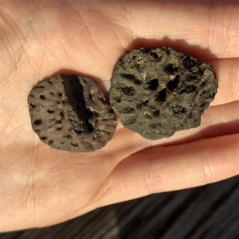 Fossil Alligator Osteoderms Pleistocene Of Florida At9 Paleocris