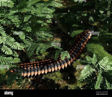 Prehistoric Millipede Computer Artwork Of An Arthropleura Sp Myriapod