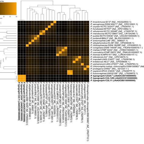 Average Nucleotide Identity Based On Blast Anib Heatmap Clustered