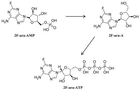 Activation Of Fludarabine Fludarabine Phosphate 2f Ara Amp Is