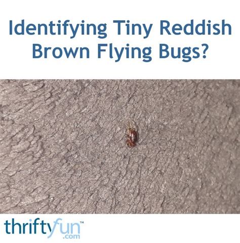 Identifying Tiny Reddish Brown Flying Bugs Thriftyfun