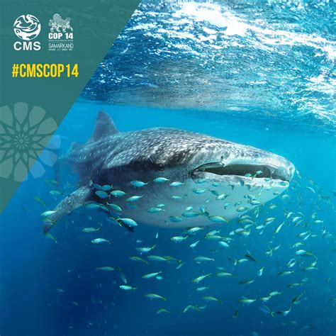 Convention On Migratory Species Cms On Linkedin Cmscop14