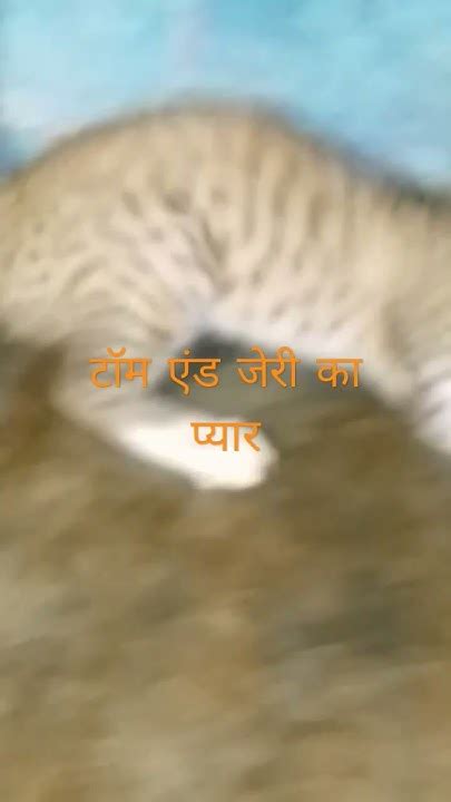 😾टॉम एंड जेरी का प्यार एक बार जरूर इसी तरह वीडियो देखने के लिए आप मुझे