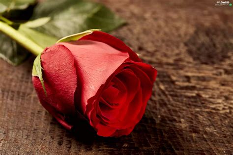 Colourfull Flowers Rose Bud Red Hot Flowers Wallpapers 2048x1366