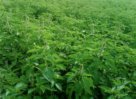 The Benefits Of Bacil Leave For Health Plants Benefits