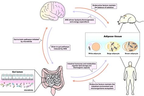 Crosstalk Between Adipose Tissue And The Microbiota Gut Brain Axis In Metabolic Diseases