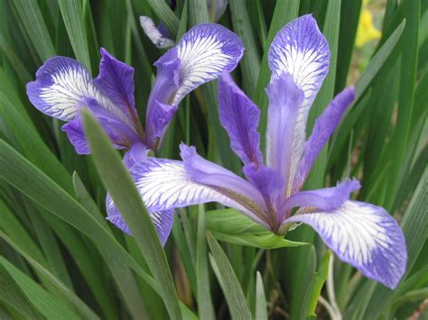 World Of Irises Why Do You Grow Irises