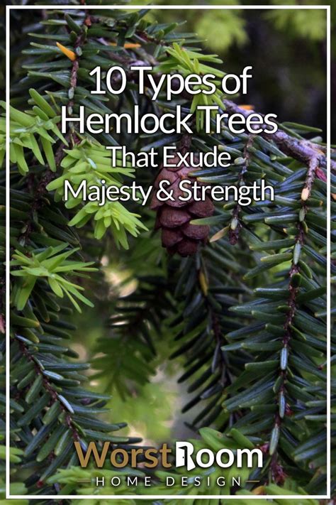 Types Of Hemlock Trees Garden Design House Design Ornamental Trees
