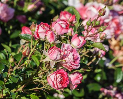 Grade SchÃ¶ne Koblenzerin Rose a Cluster of Small Buds and Flowers ...
